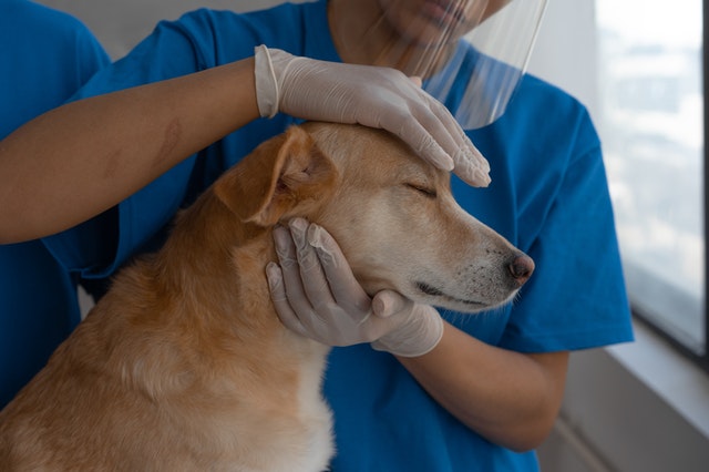 What To Expect In A Veterinary Course In Malaysia